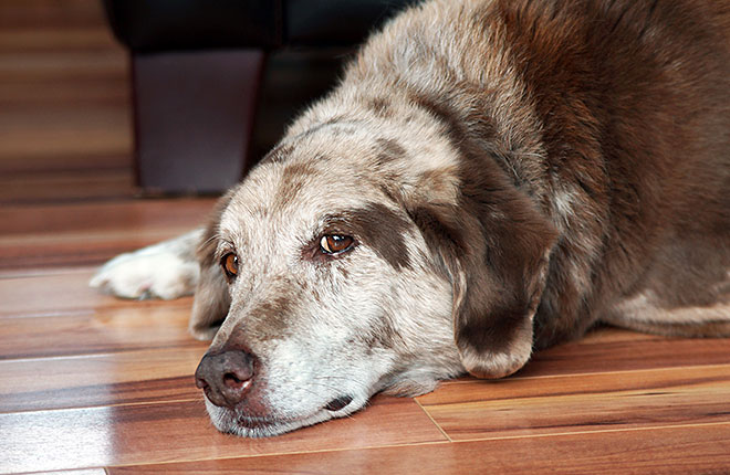 Understanding Your Dog’s Osteoarthritis Symptoms | Zoetis Petcare